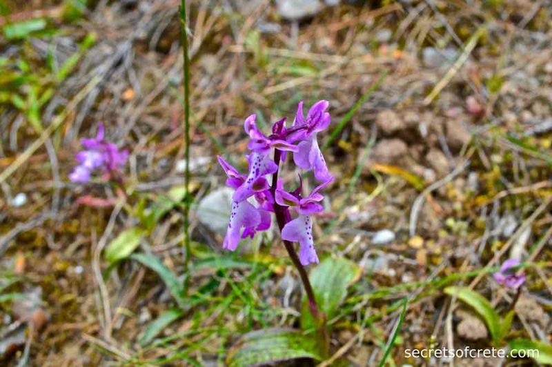 4 Must See Wild Spring Flowers in Crete